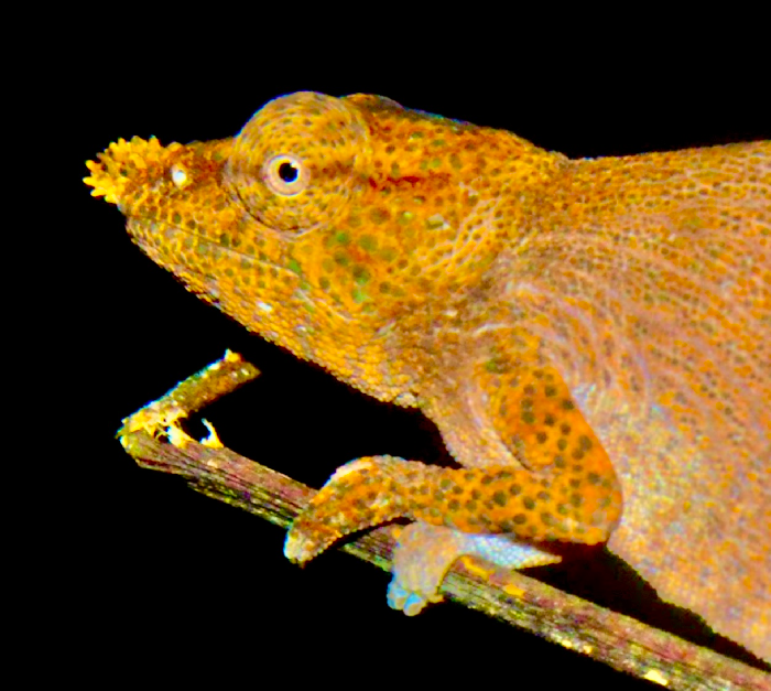 Calumma sp. Nosy Komba :: Chameleons