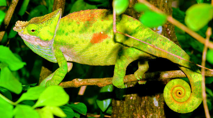 Golden Signals in the Forest: Courtship Colors of Calumma (parsonii ...
